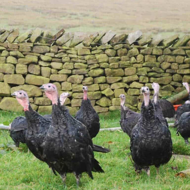 Turkey & Geese | Albert Matthews Butchers